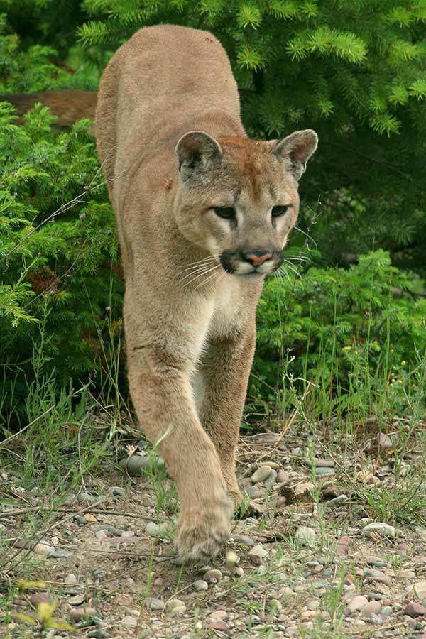 Mountain Lion Animal
